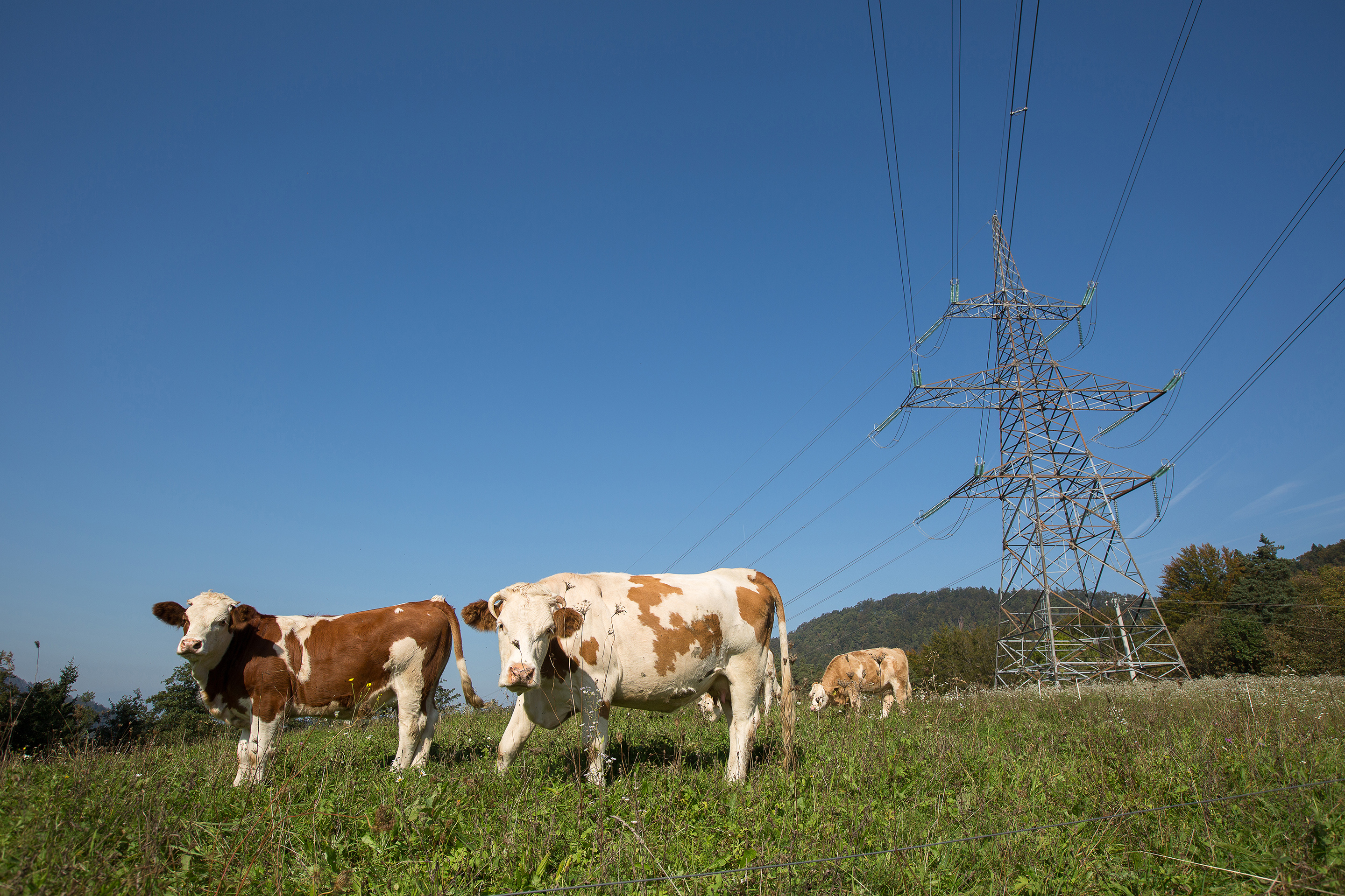 Why Use AWT for Carbon Verification? - Agri-Waste Technology Why Use AWT for Carbon Verification? - Agri-Waste Technology